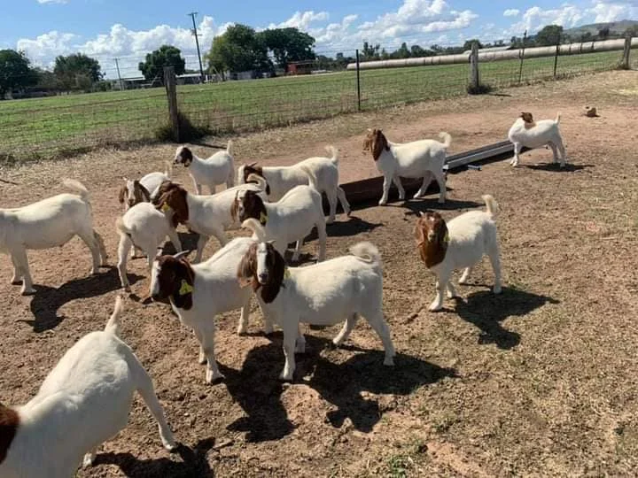 Certified Boer Goats Ready For All Purpose Nutrition - Buy Boer Goat Goat Meat Livestock Live ...