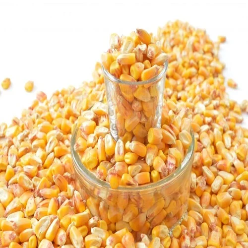 Yellow Non Gmo Bulk Maize Dried Price Corn Grain For Sale - Buy Corn ...