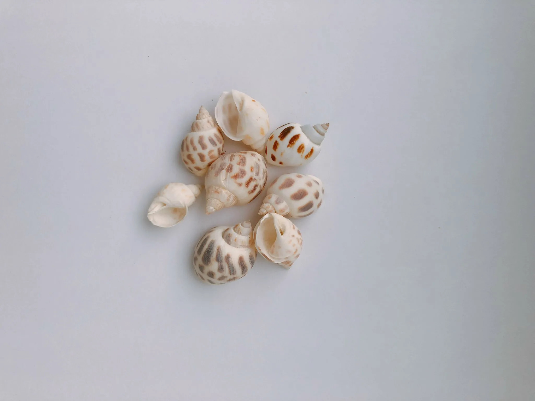 Home and Foods Decoration Craft Seashell Polished Natural Sea Shell Tom ...