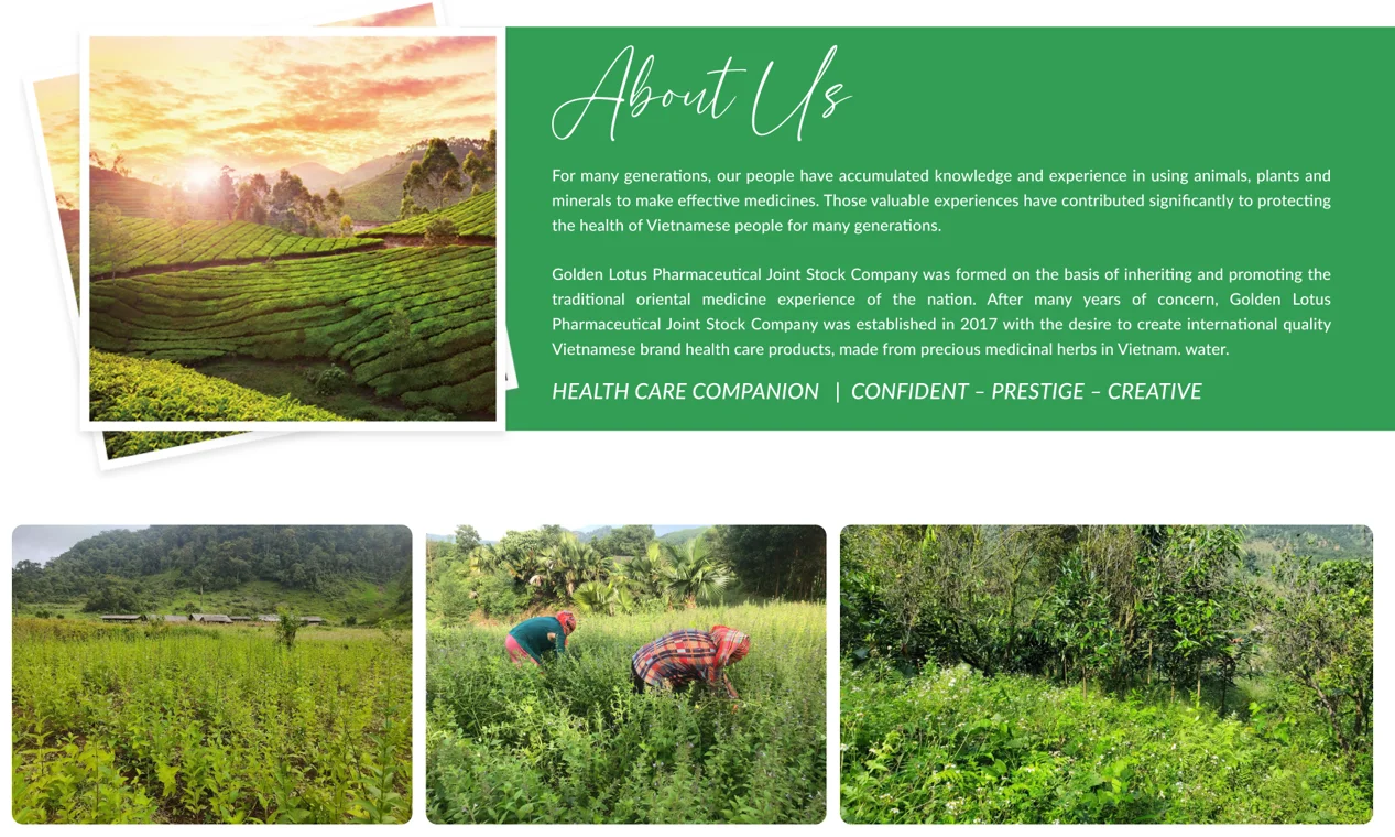 20 Tea Bags Pyramid X 5.0 Gram Golden Lotus Herbals Tea Bag Ingredients ...