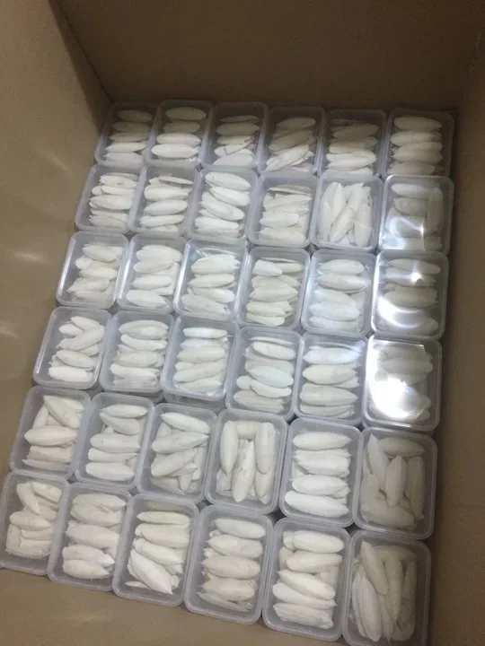 Dried Cuttlefish Bone For Birds Food Cuttlebones Natural 100% Sun Dried ...