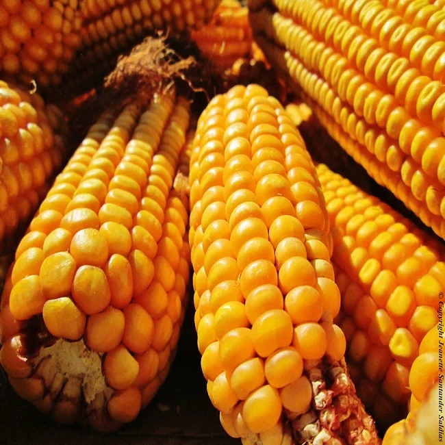 Dried Yellow Corn Popcorn White Corn Maize for Human & Animals ...