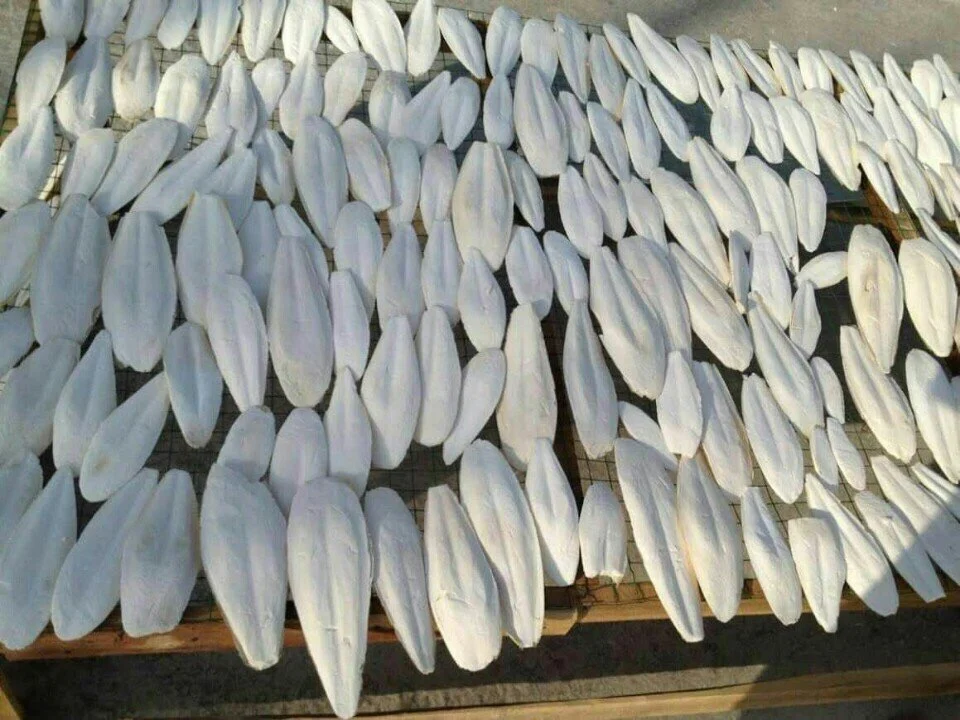 Wholesale Natural Dried Cuttlefish Bone for Pet Bird Feed