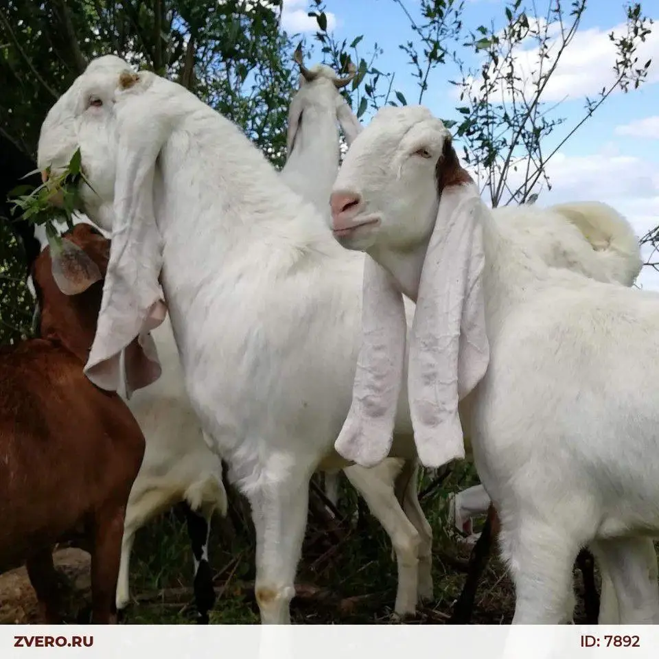 High Quality Stock Saanen Goat Available For Sale At Low Price - Buy Live Cattle And Goats For ...