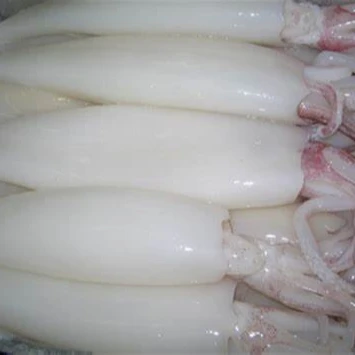 China Frozen Fresh Whole Squid For Sale - Buy Quality Frozen Semi ...