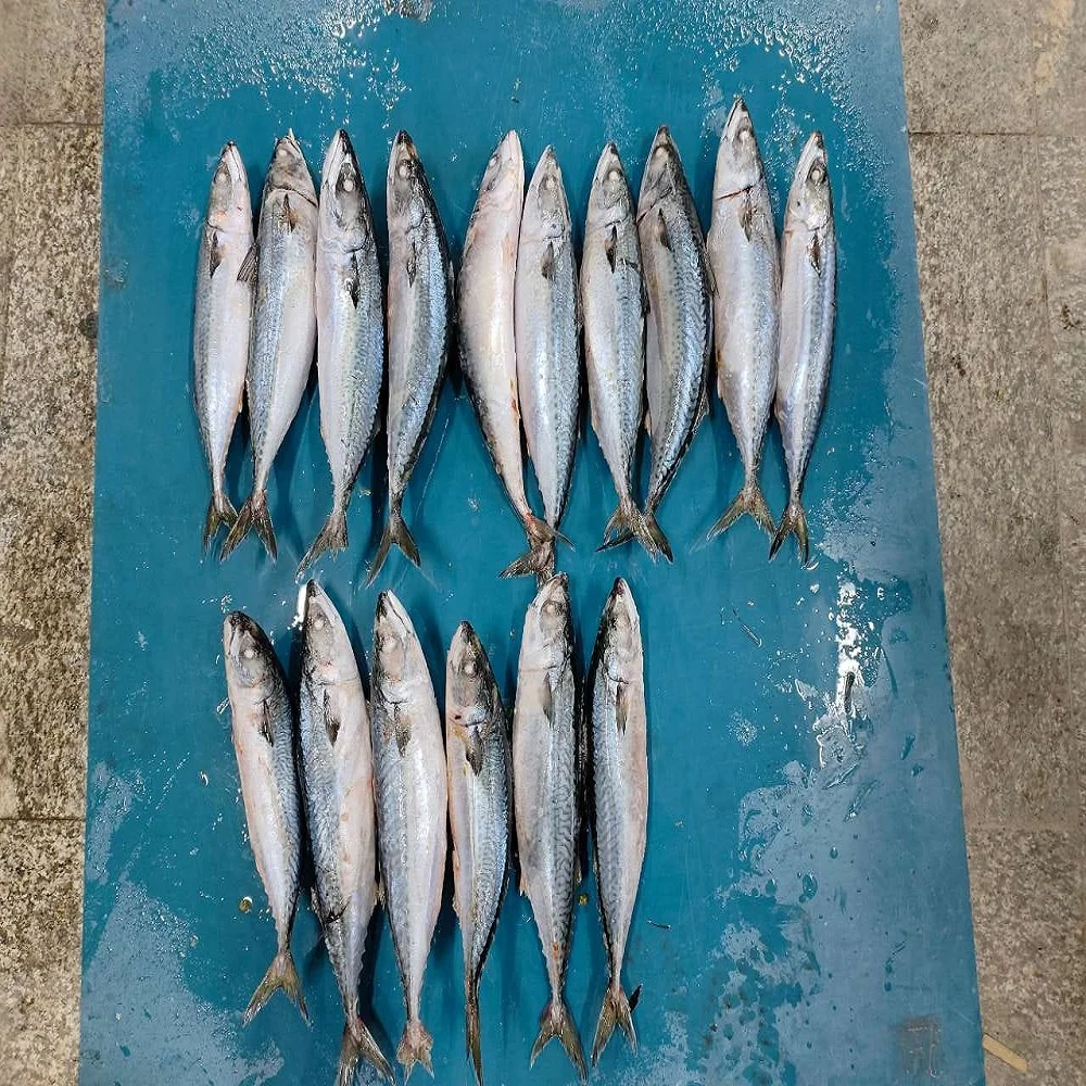 Frozen Salted Mackerel Fillets Retail Package - Buy New Fresh Whole ...