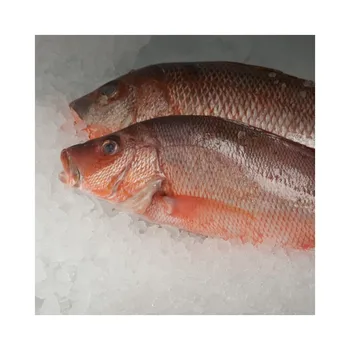 Fresh Frozen Whole Frozen Red Snapper Fish Best Wholesale Price In ...