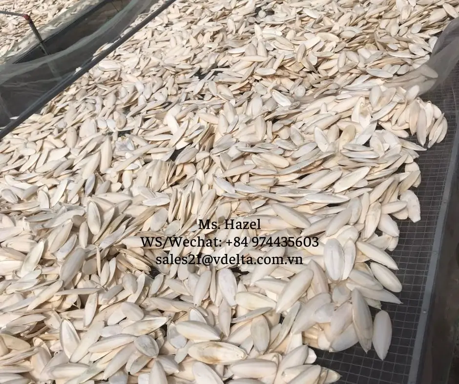 BLEACHED and UNBLEACHED RAW CUTTLEFISH BONE FROM VIETNAM/BLISTER DRIED ...