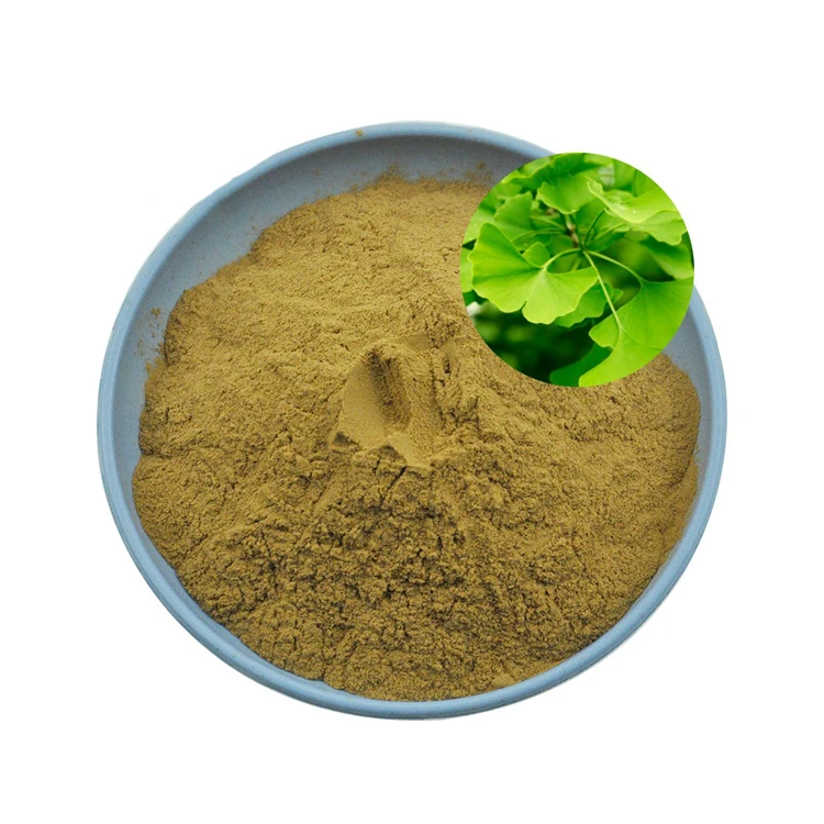 Semen Ginkgo Seed Ginkgo Biloba Extract Granular Extract Powder Ginkgo ...
