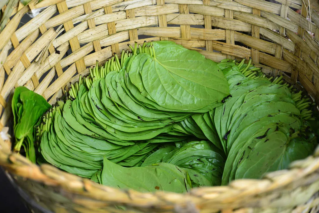 Vietnam Fresh Betel Leaf - High Quality & Super Offer