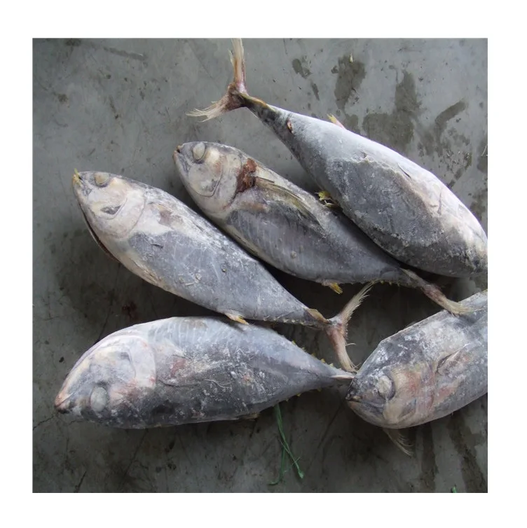 Premium Quality Fresh Frozen Yellowfin Tuna Fish Bulk Stock At ...