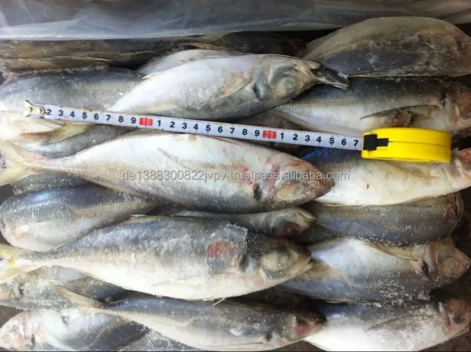 Frozen Fresh Seafood - Top Grade Mackerel Fish Products