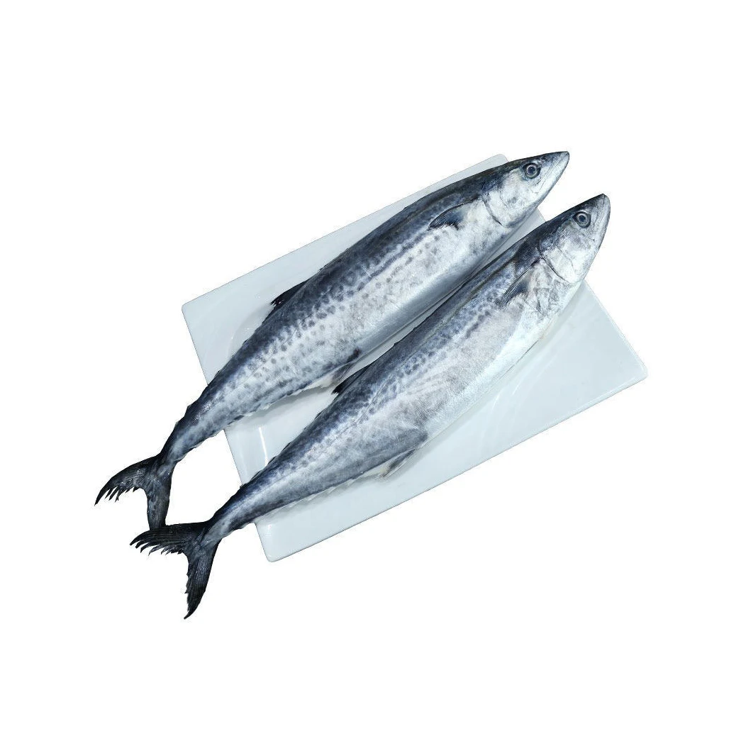 Horse Mackerel Fish | Big Eye Mackerel Fish | Japanese Horse Mackerel ...
