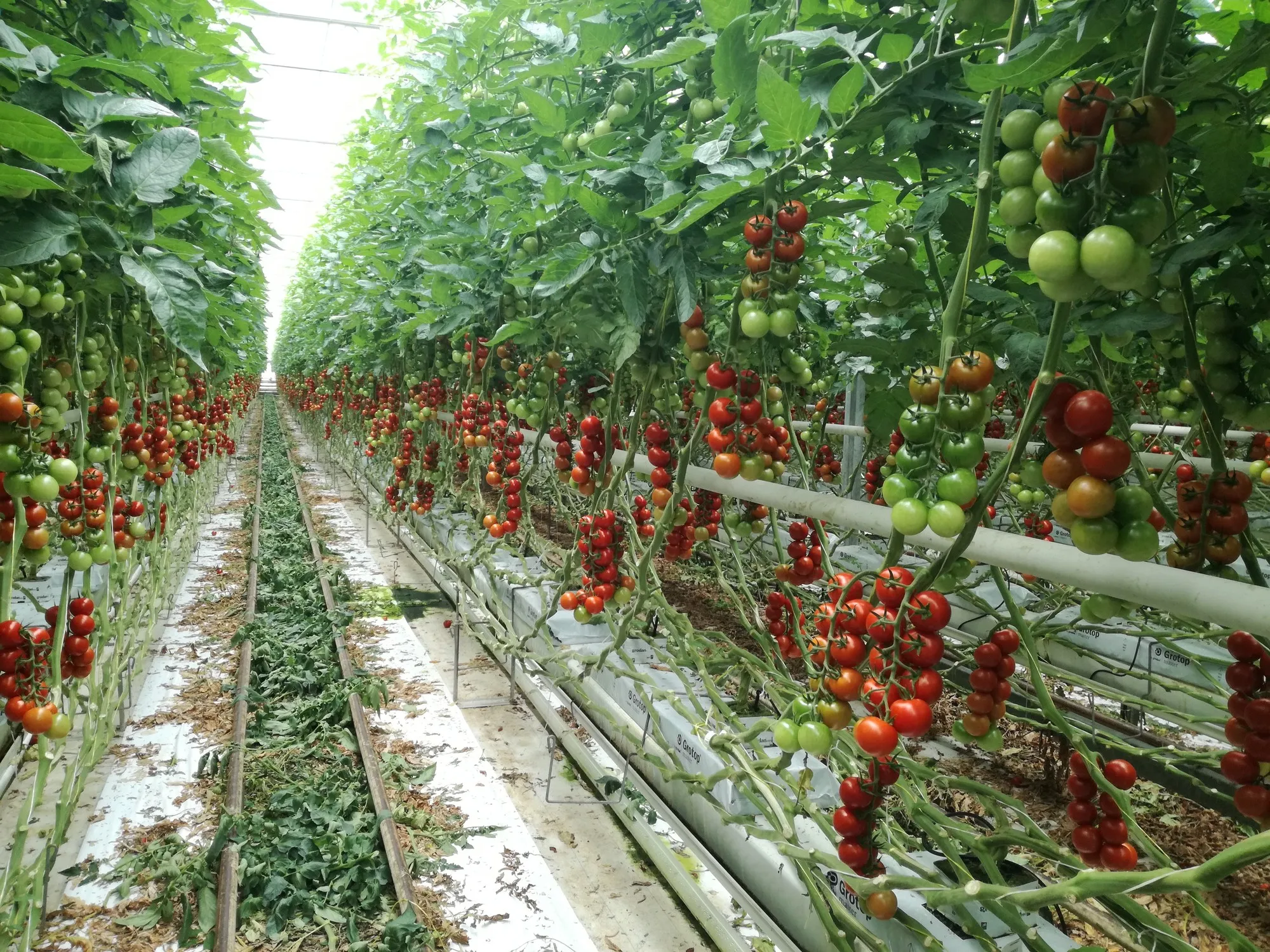 Tomato Roller Hook Tomato Tomato Cucumber Seedling Hanging, Vine ...