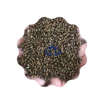 Cassia Tori Seed High Quality From Bluelotus Vietnam For Children ...