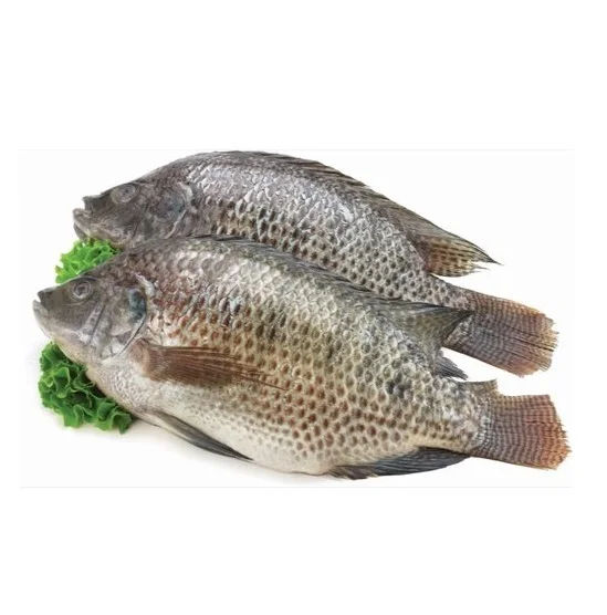 Seafood Frozen Tilapia Fish Whole Round - Buy Gutted Scaled Whole ...