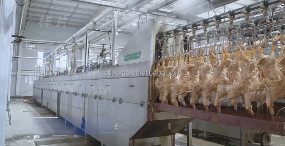 New Chicken Weighing and Grading System Weight Grading Machine| Alibaba.com