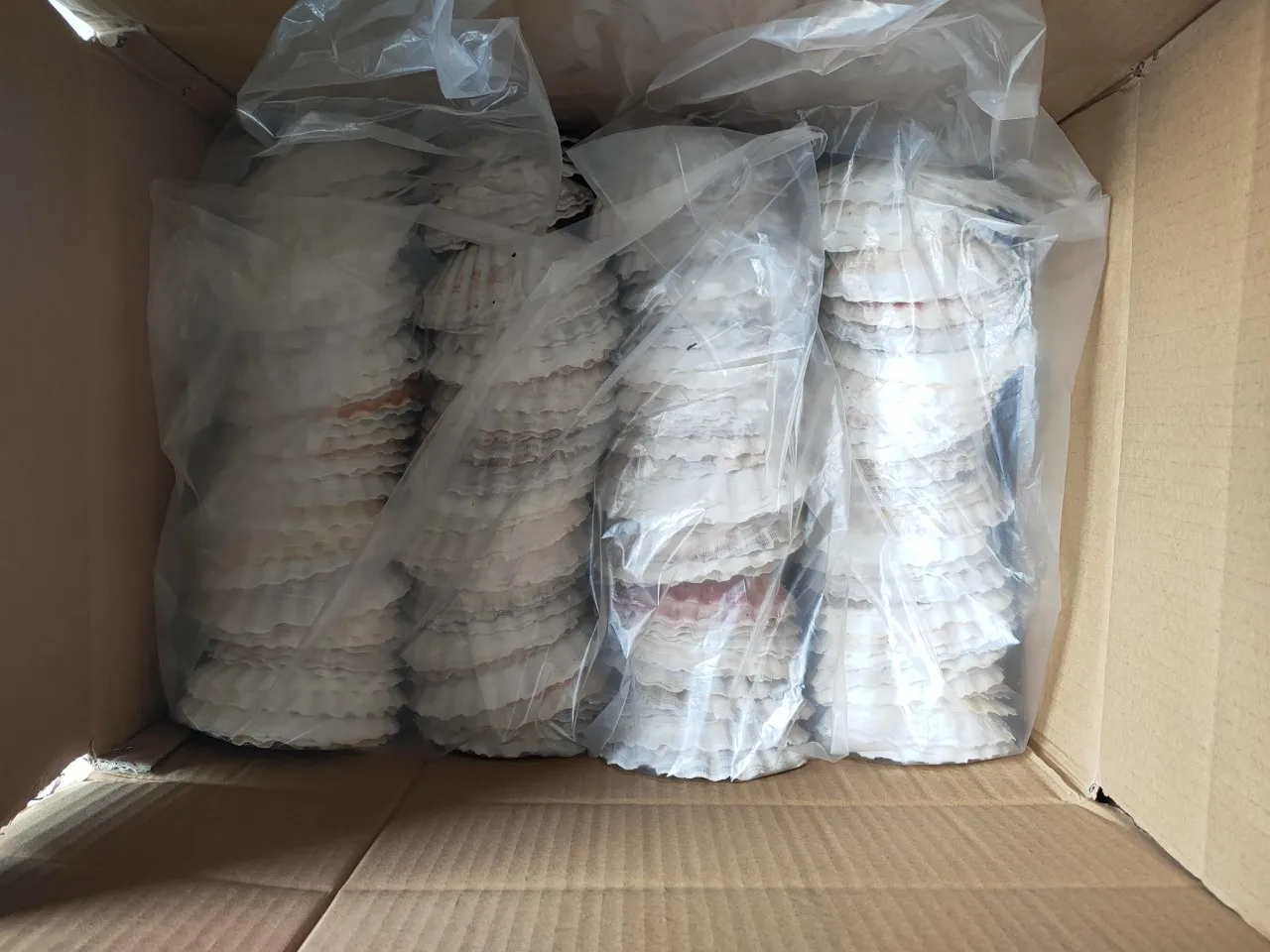 Vietnam Origin Dried Scallop Shell - Sea Shell For Craft And Home ...