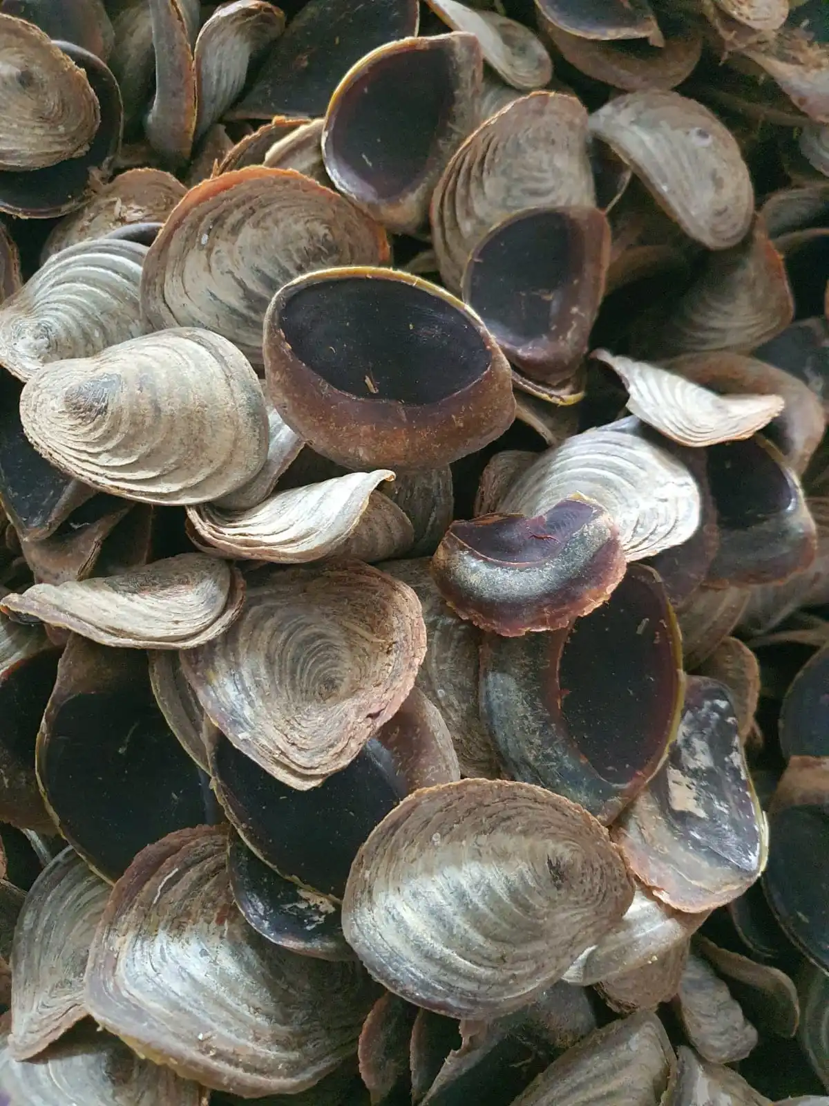 Promotional Murex Operculum Seashells / Gastropods Operculum Shells ...