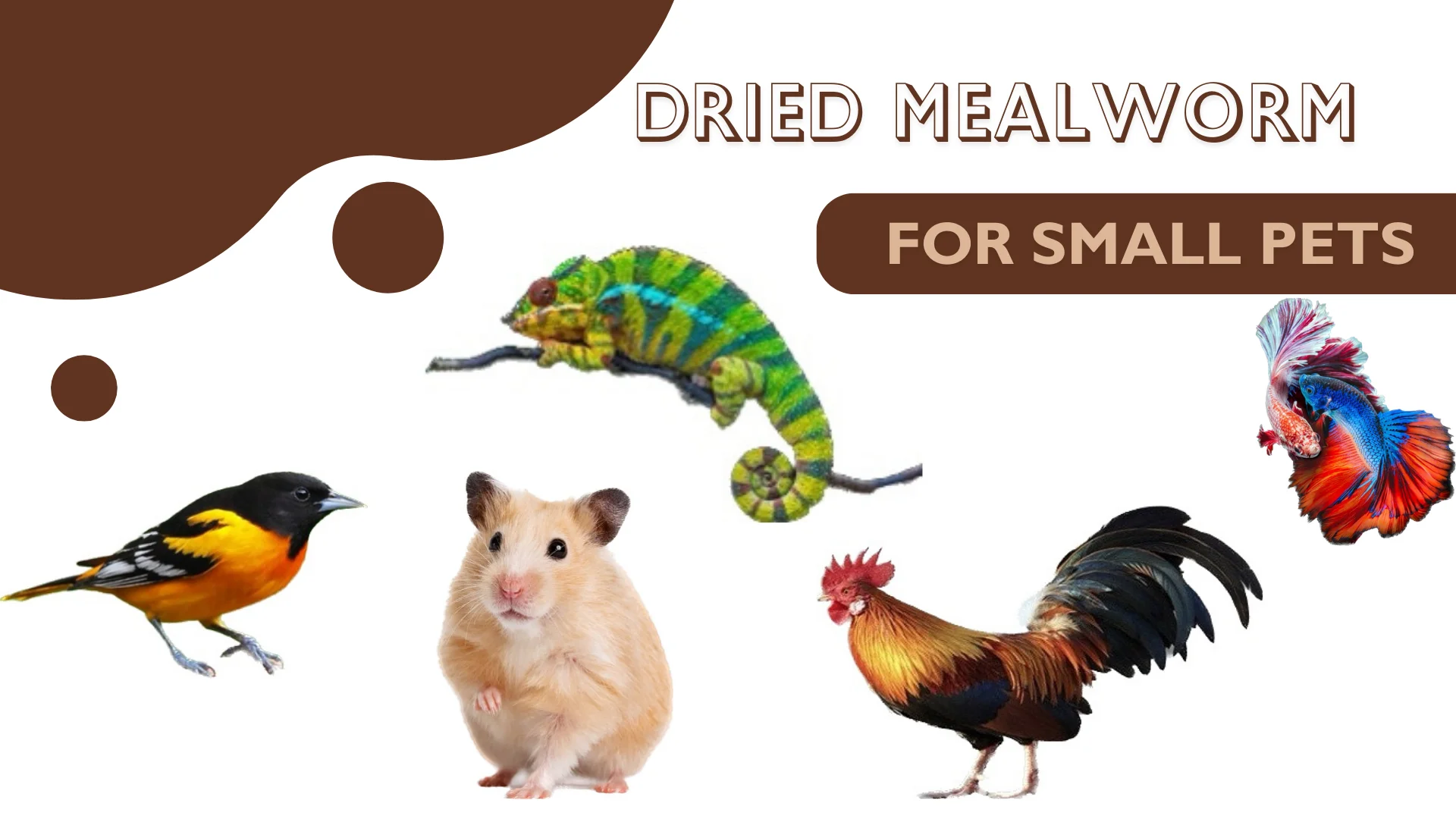 Premium Dried Black Soldier Fly Larvae: Wholesome And Sustainable ...