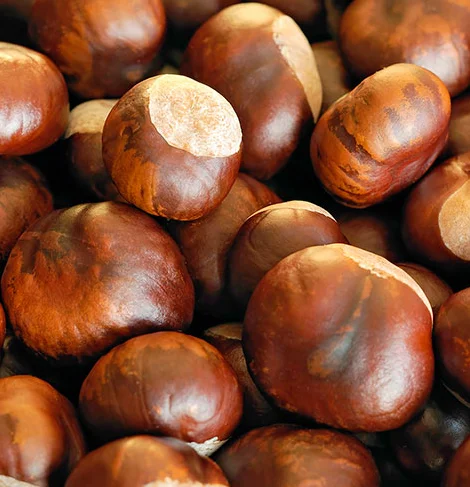Wholesale Fresh Chestnut Sweet And Fatter Than Any Other Chestnut Grown ...