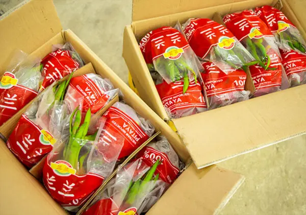 Fresh Dragon Fruit 2024 - Ready To Export To Market Red/white Color ...