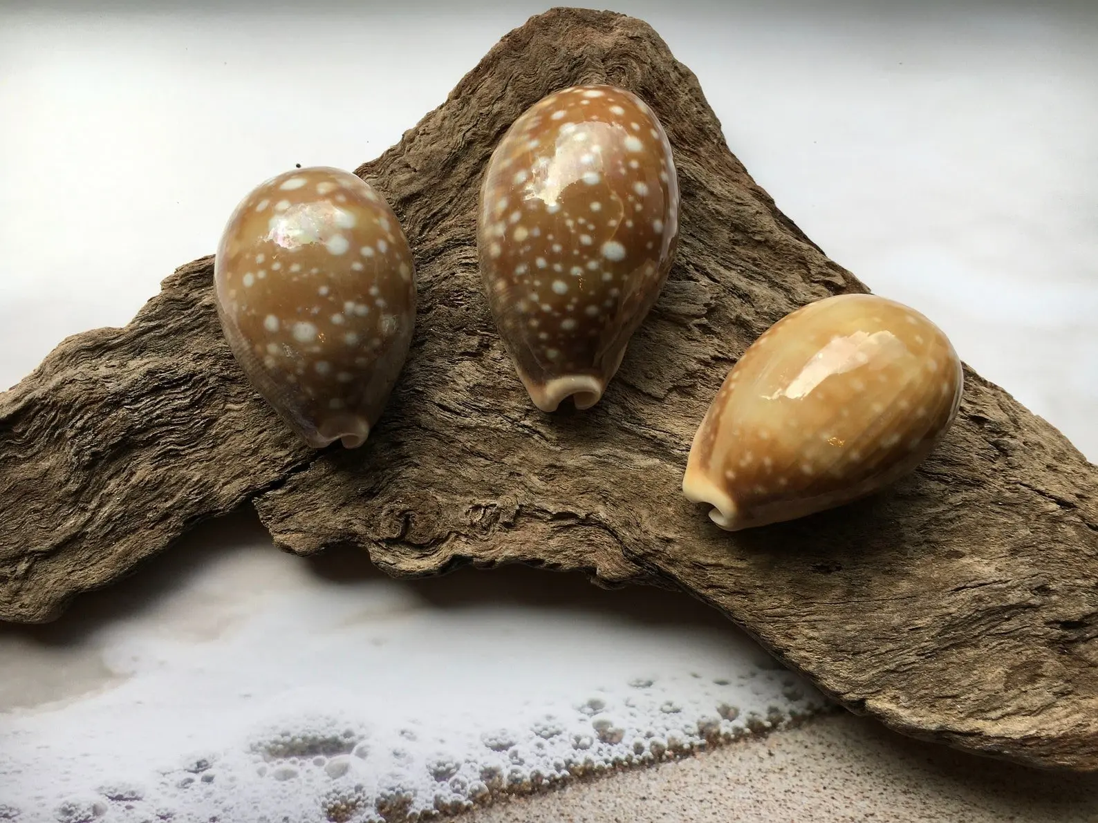Natural Yellow White Seashell Cowry Shell Wholesale Uncut Raw Cowrie ...