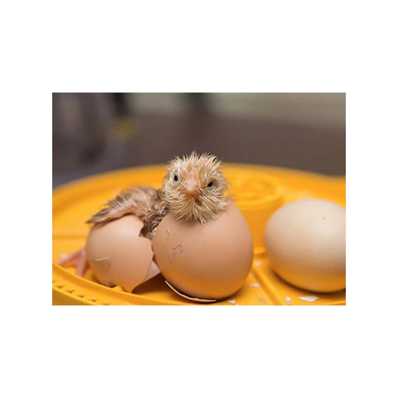 Fresh Protein Rich Farm Chicken Eggs Chicken Eggs Farm Fresh Chicken ...