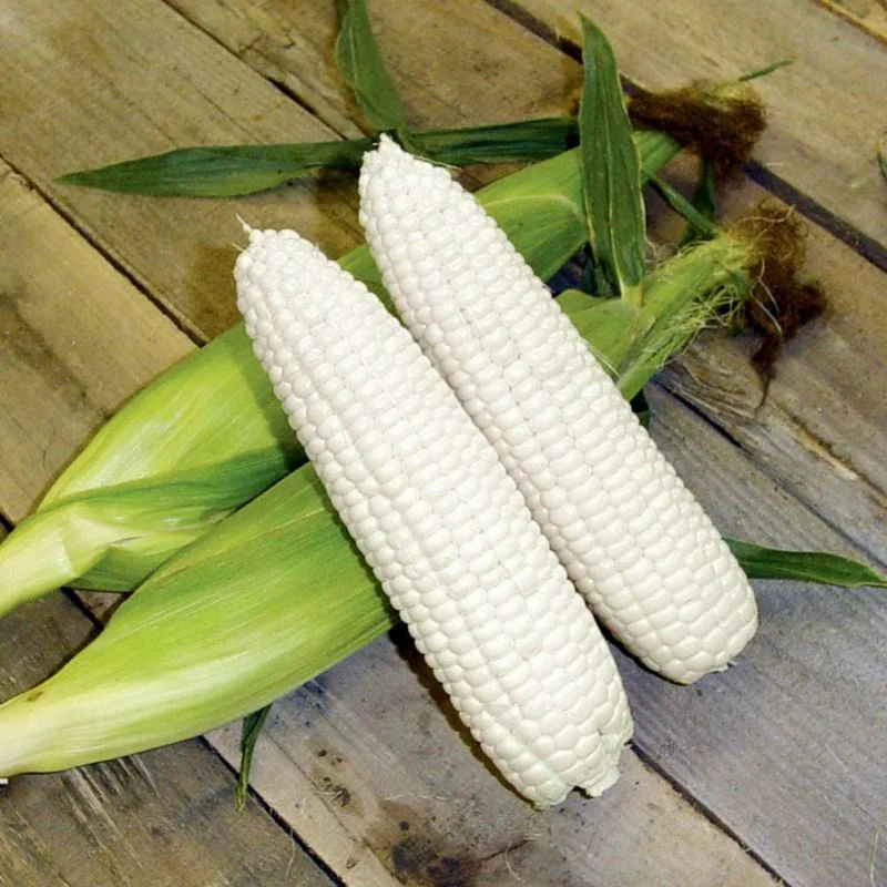 Yellow Corn/maize For Humans And Animal Feed White Corn For Poultry ...