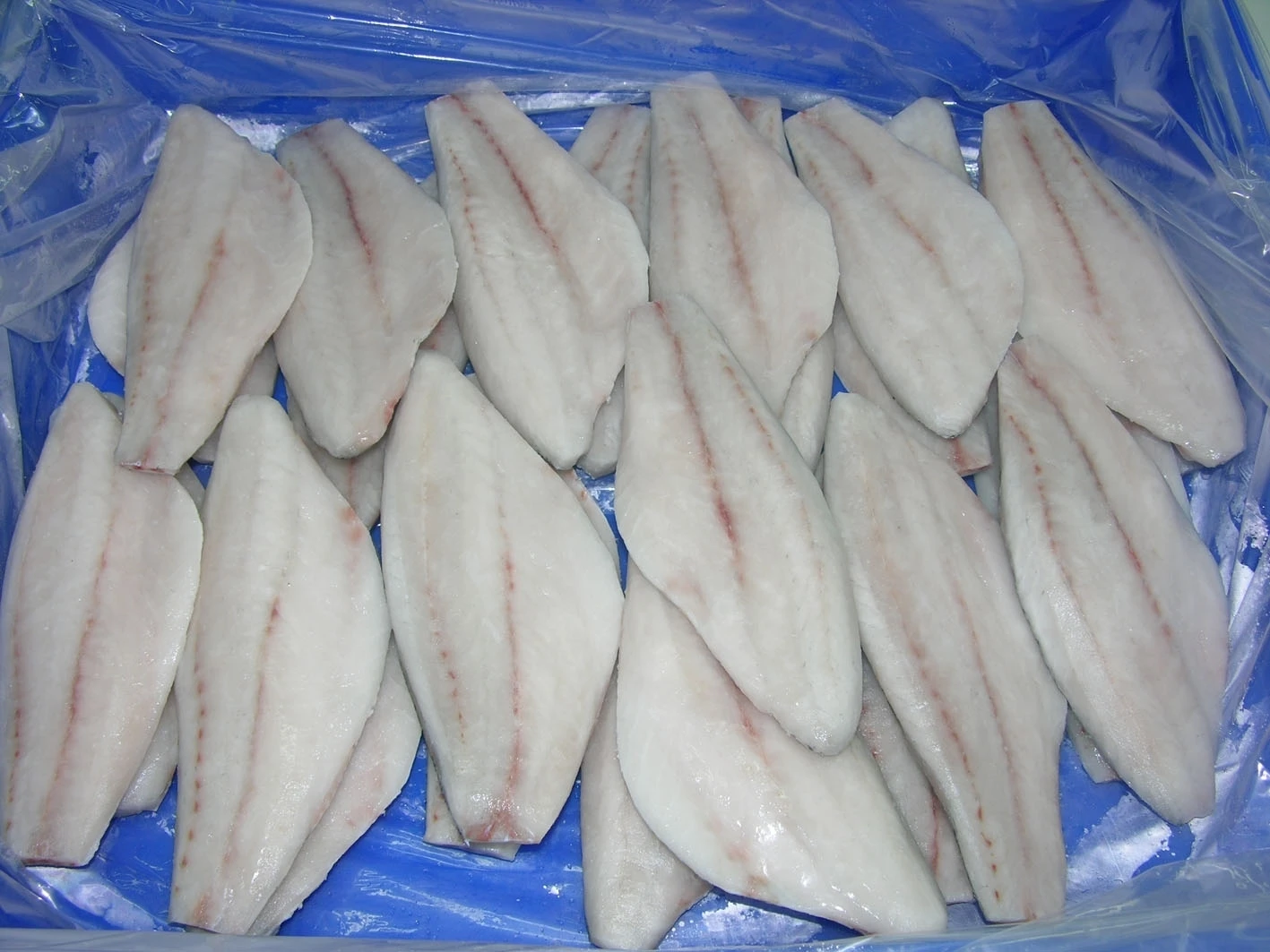 Bulk Fresh Frozen Seafood Fillet Barramundi Fish For Wholesale Buyers ...