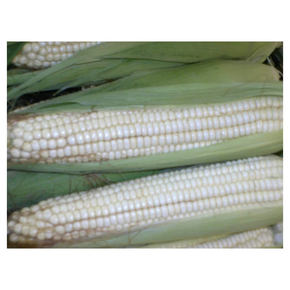 Dried Grade 2 White Maize/corn Non-gmo Fit For Human Consumption And ...