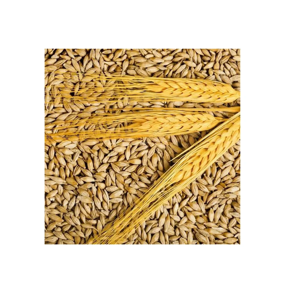 Wholesale Natural Organic First Grade Feed Barley Wholesale Natural ...