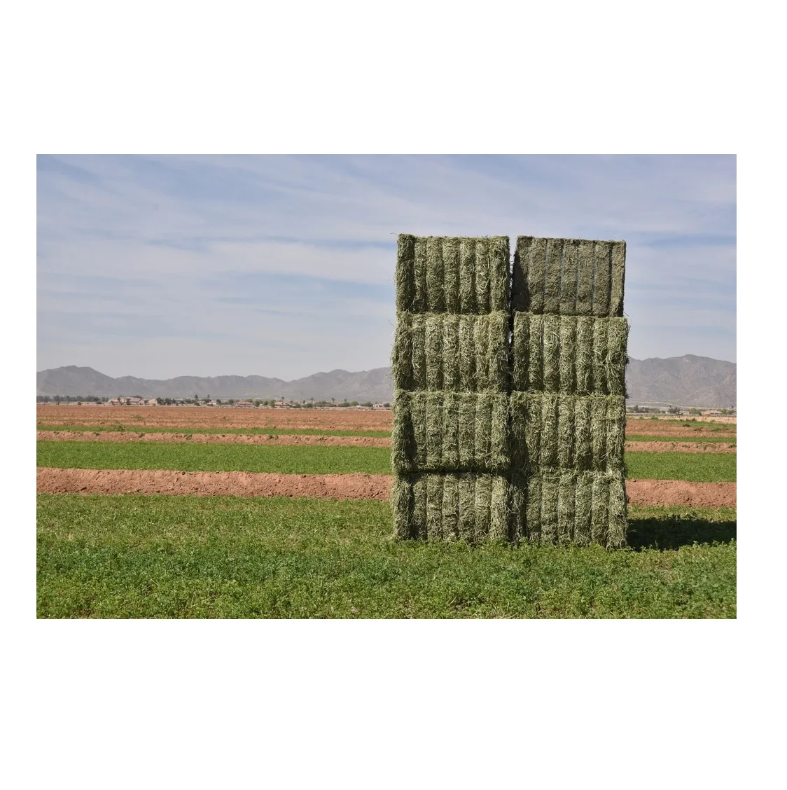 Alfalfa For Feeding Animals For Cattle And Other Farm Animals Great ...