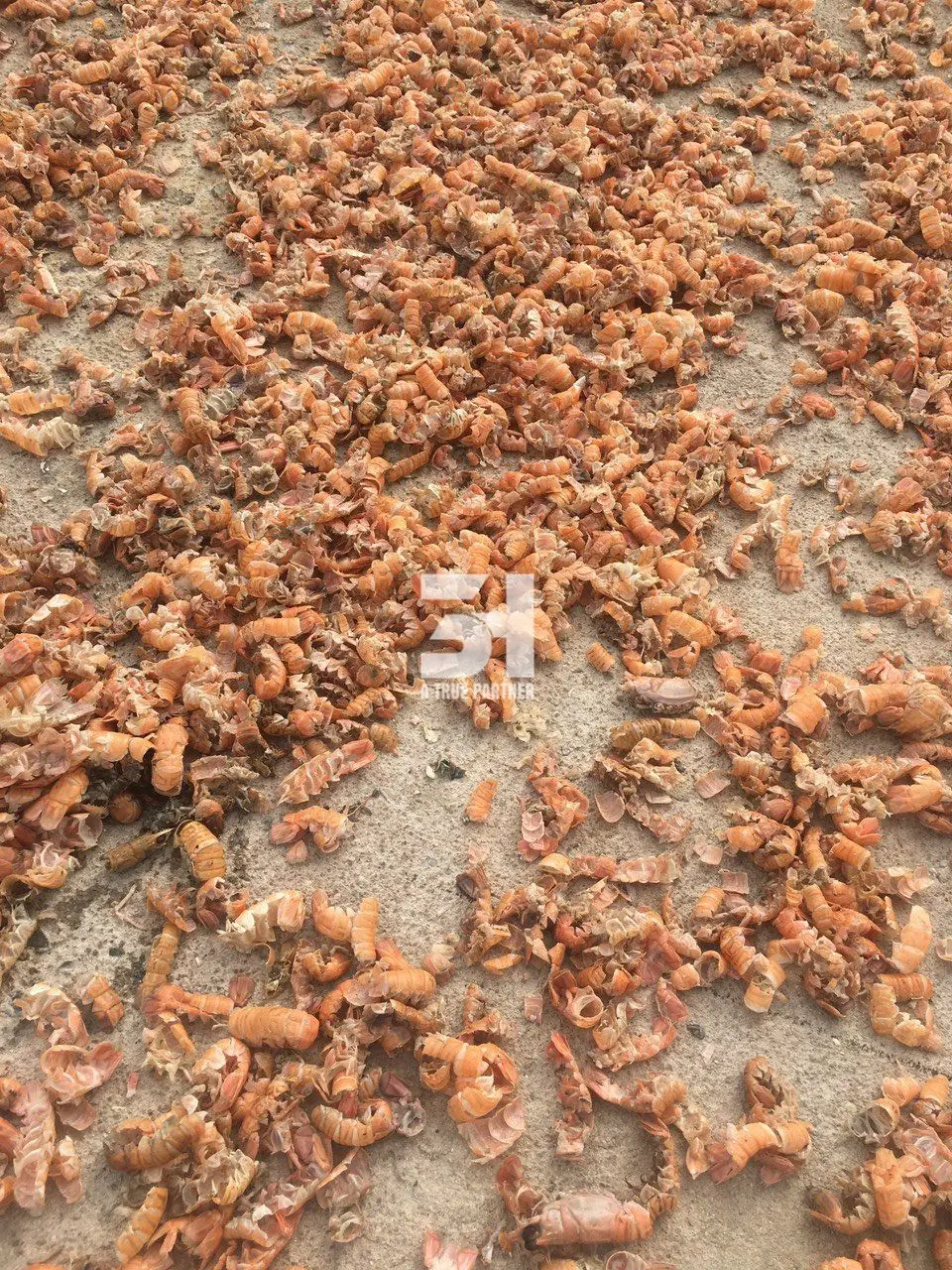 Vietnamese Product Shrimp Shell For Animal Feed Shrimp Shell With ...