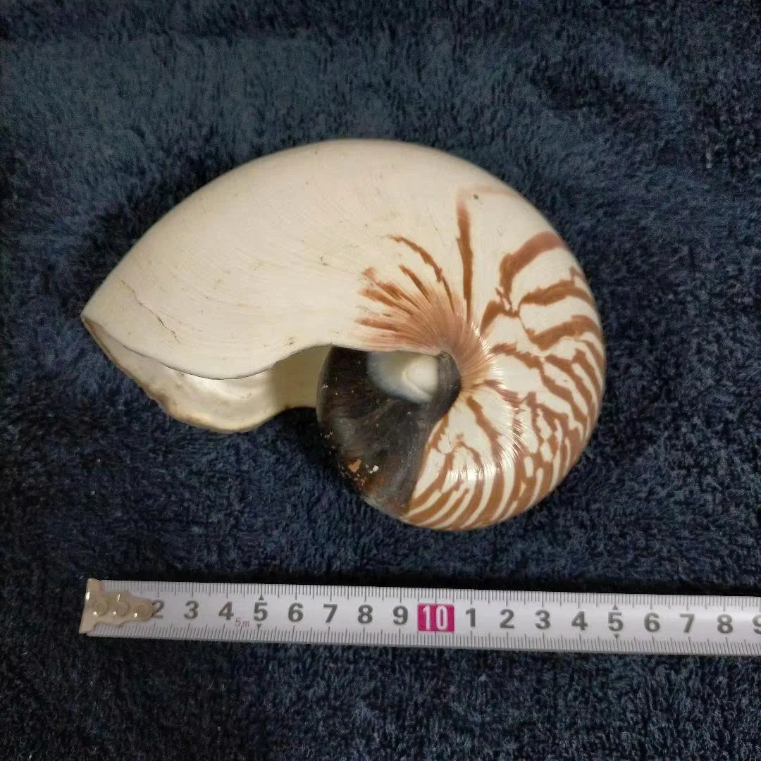 Coastal Decoration Ideas with Nautilus Shell from Vietnam 99 Gold Data ...
