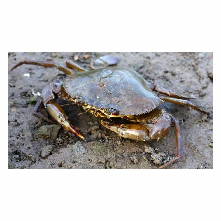 Live Mud Crabs Red King Crabs Whole Part Delicious Seafood Frozen Blue ...