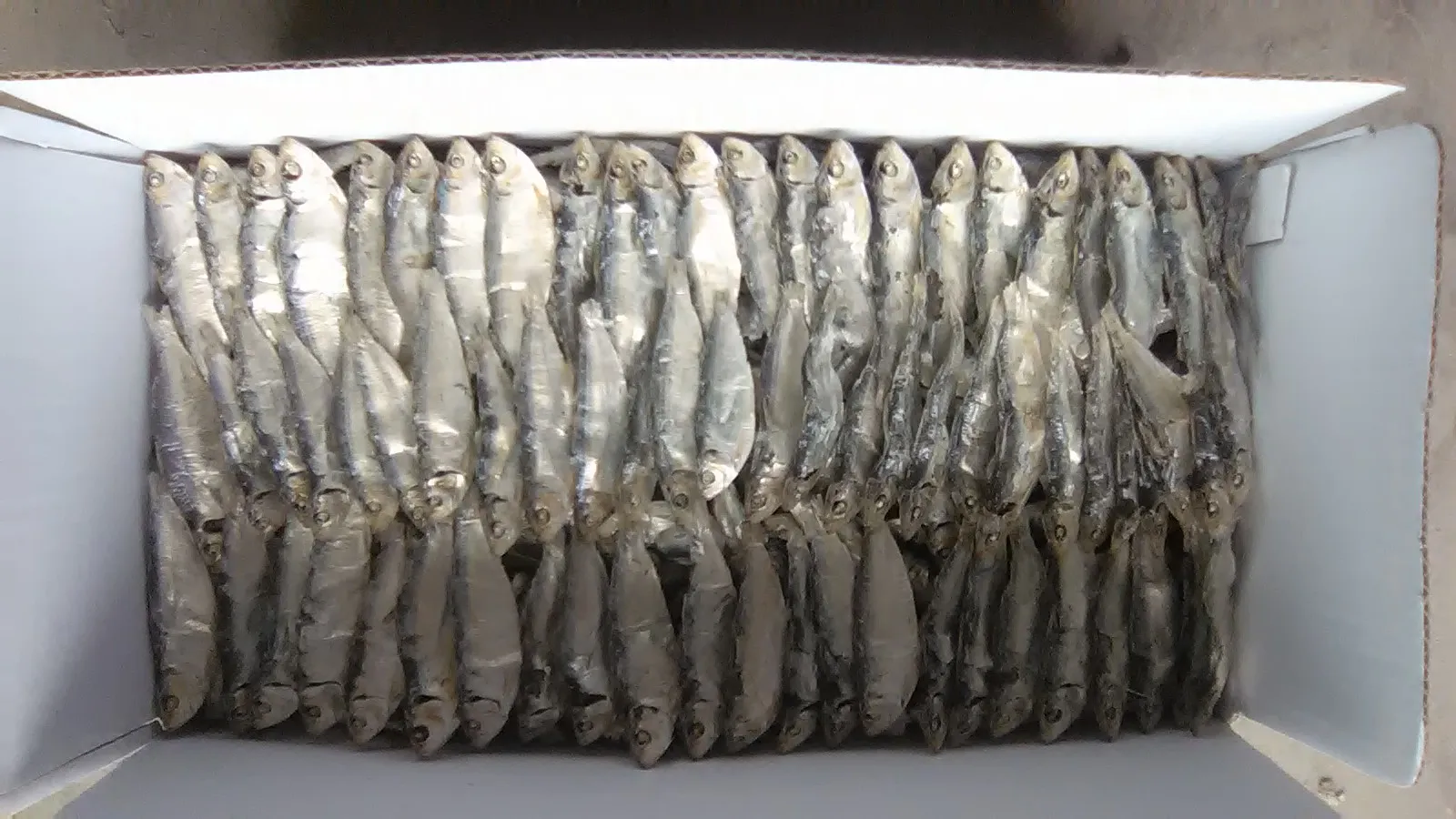 Dried Silver Herring Big Eye Herring With Good Grade - Dried Pacific ...