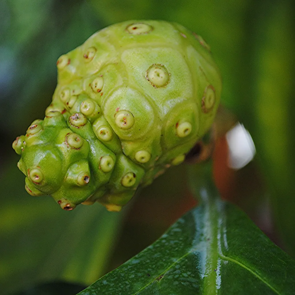 Morinda Citrifolia Bulk - Frozen Noni with Extra Enzymes