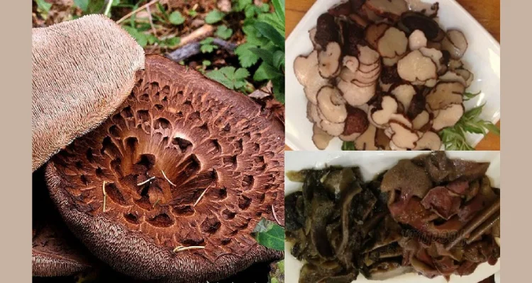 Cheap Price 2023 Dried Sarcodon Imbricatus Mushroom From Blue Lotus ...