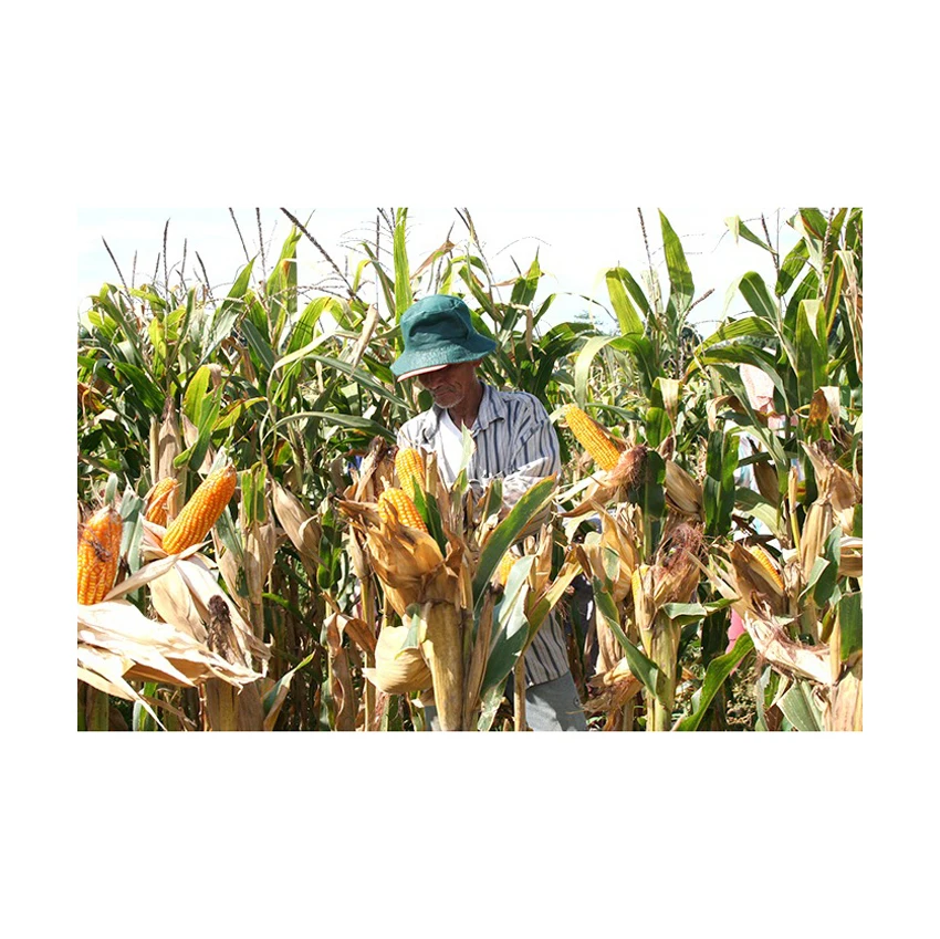 Yellow Maize Yellow Corn Chicken Feed Prices Animal And Bird Feed ...