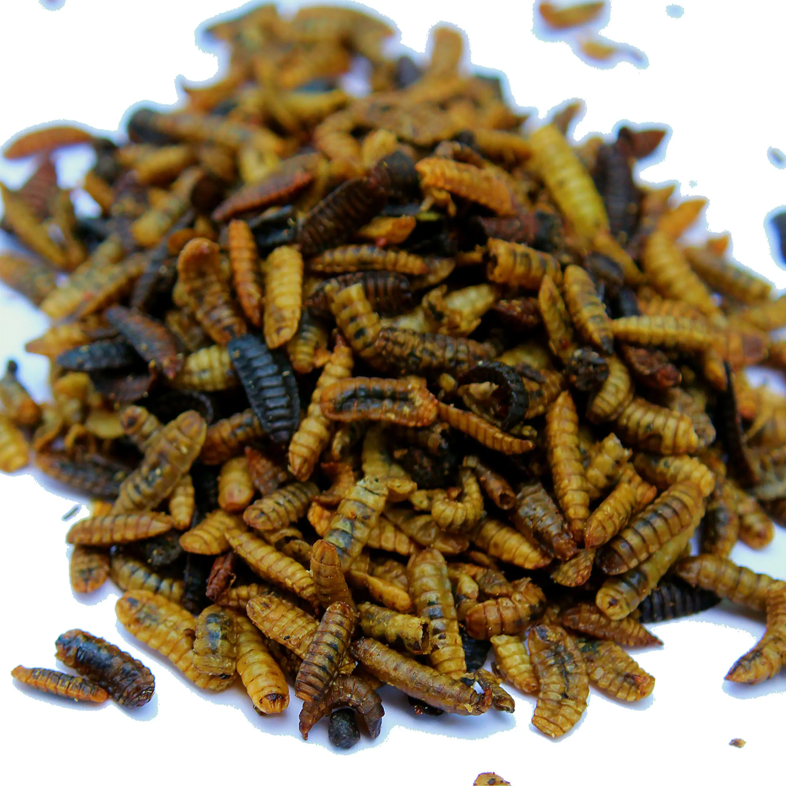 Well Clean Dried Black Soldier Fly Grubs Larvae Organic Nutritious Pet ...