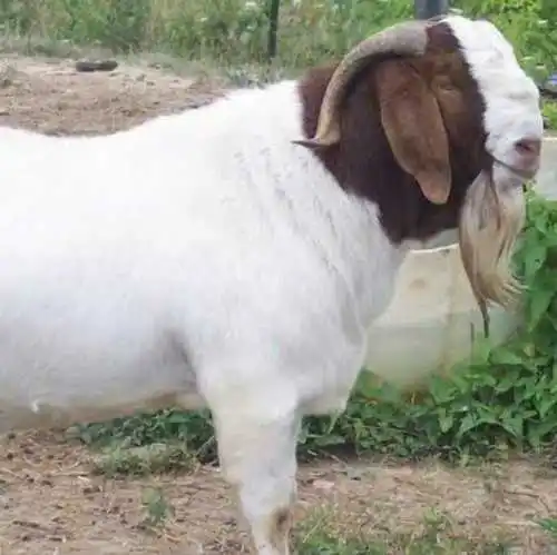 Buy Premium Quality Wholesale Boer Goat Online In Cheap Price - Buy Boer Goat,High Quality Live ...