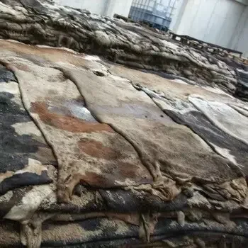 Wet Salted & Sundried Hide for Sale Ready for Leather Industry Cut ...