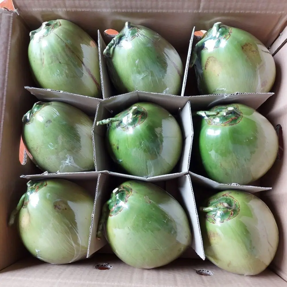 Coconut Young High Quality From Vietnam Supplier Sweet Young Coconut ...