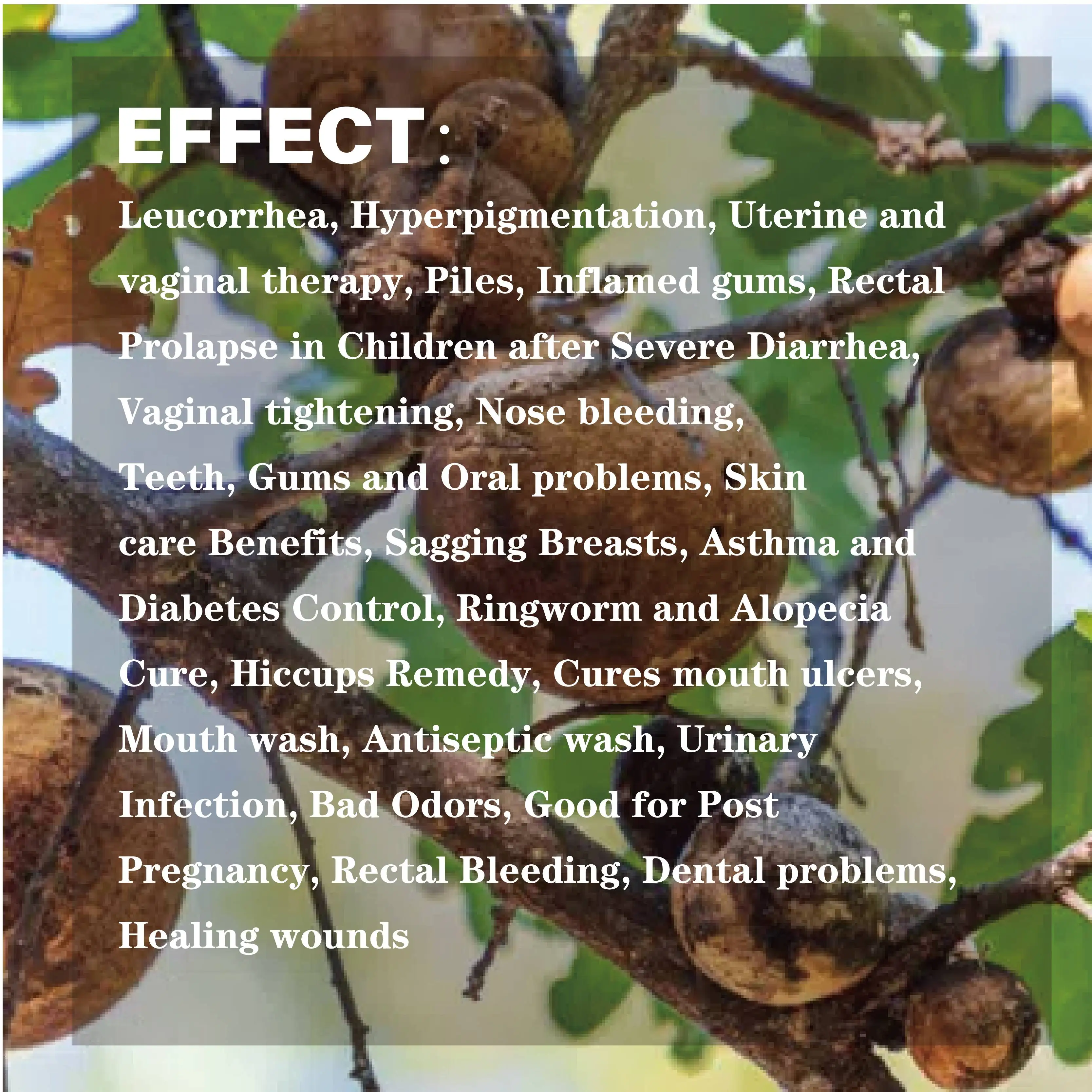 OEM Pure Oak Galls Manjakani Extract Capsules for Postpartum Repair ...