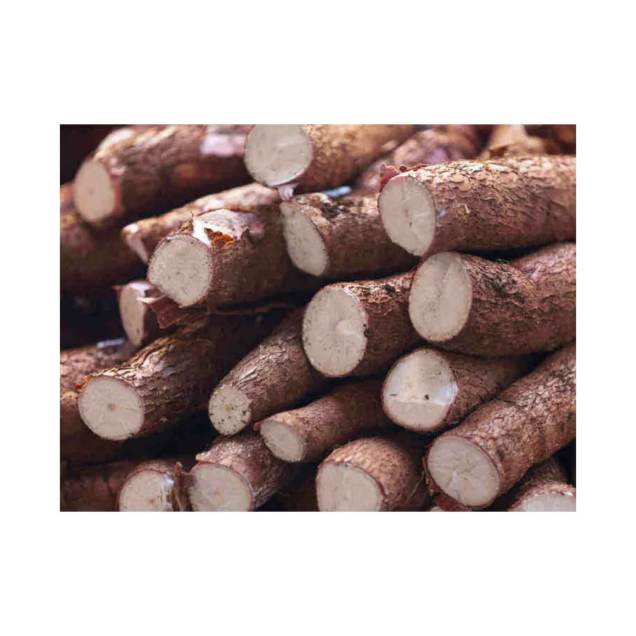 Fresh Cassava Roots - High Quality Wholesale Price