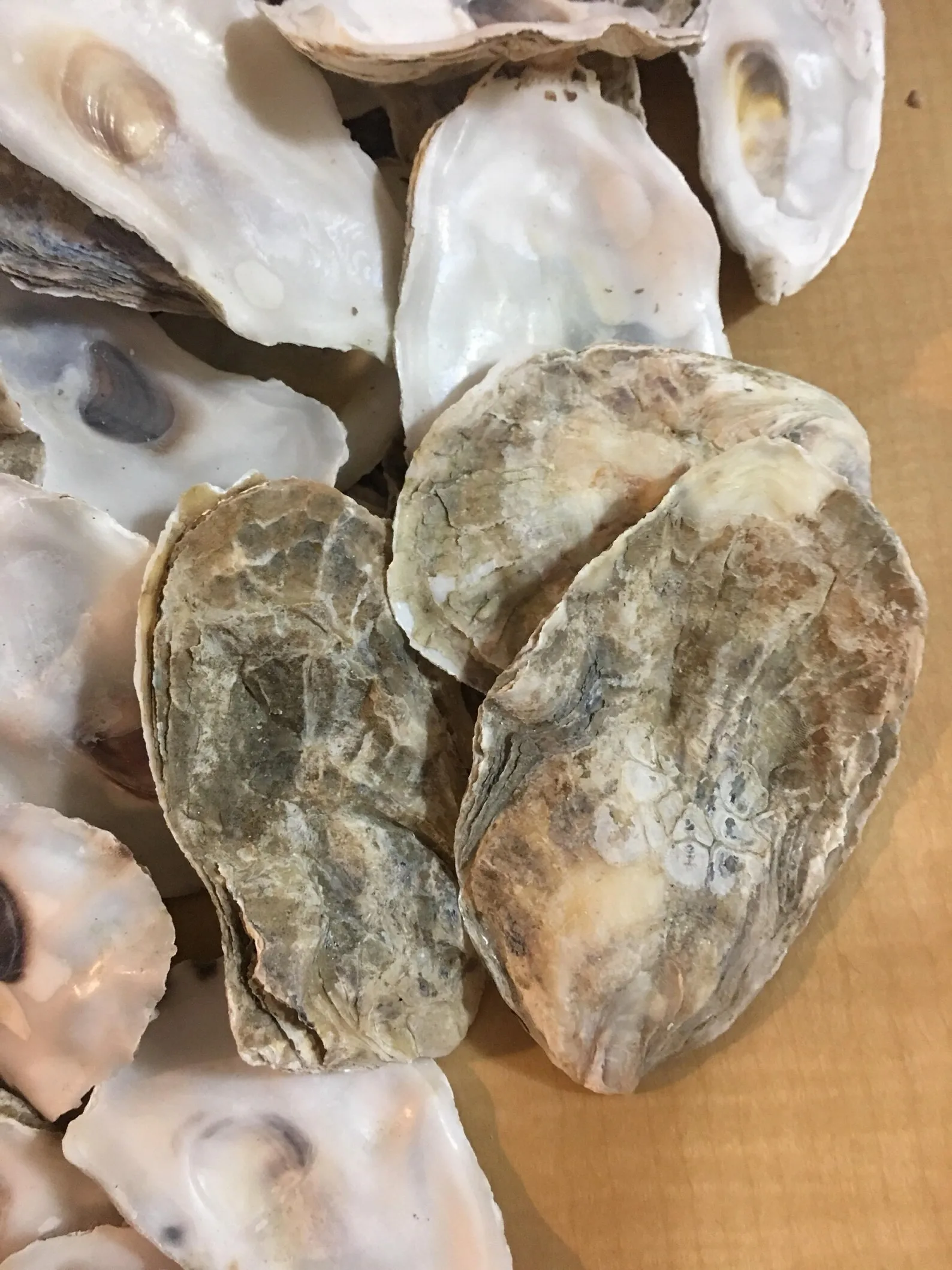 Large Quantity Unpolished Natural Oyster Shells for Home Decor