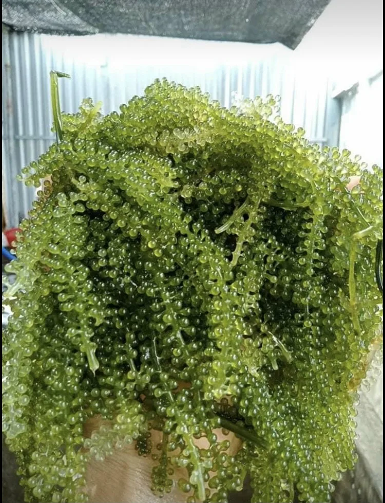 Sea Grape Authentic Vietnamese Edible Algae Material for Restaurants ...
