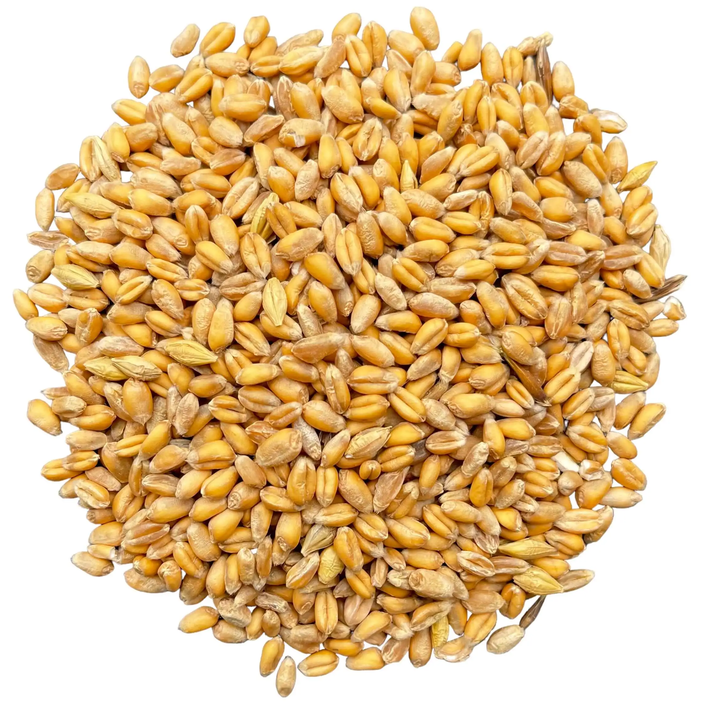 Wheat Grain In Bulk / High Quality Wheat - Buy Durum Wheat Wheat Grain ...