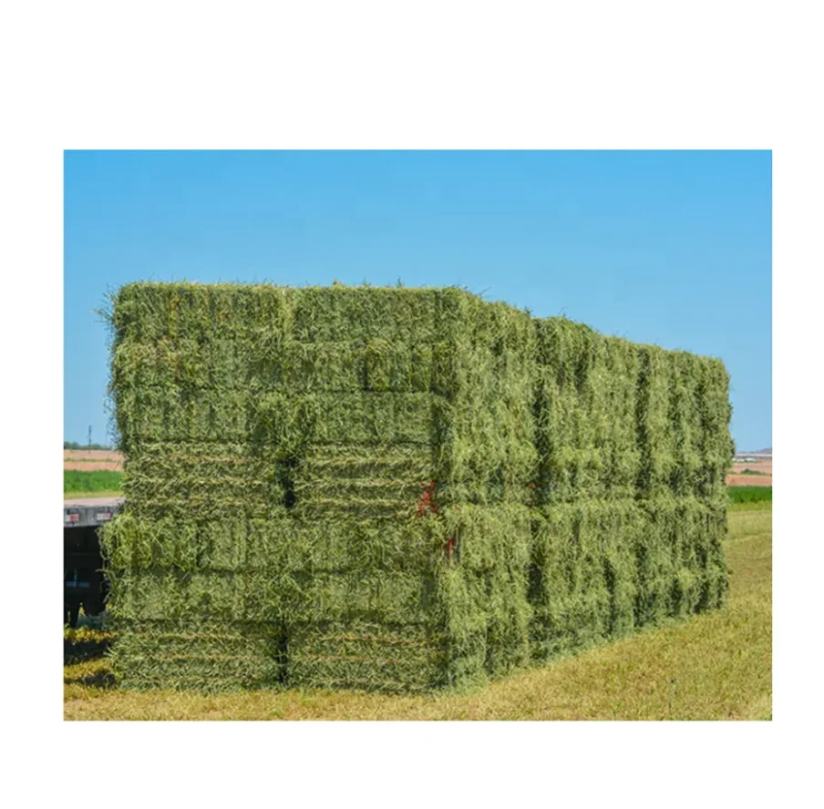 Philippines Buy Alfalfa Hay Animal Feeding Stuff Alfalfa,Hay/alfalfa ...